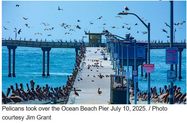 January 2026 – Page 7 – OB Rag